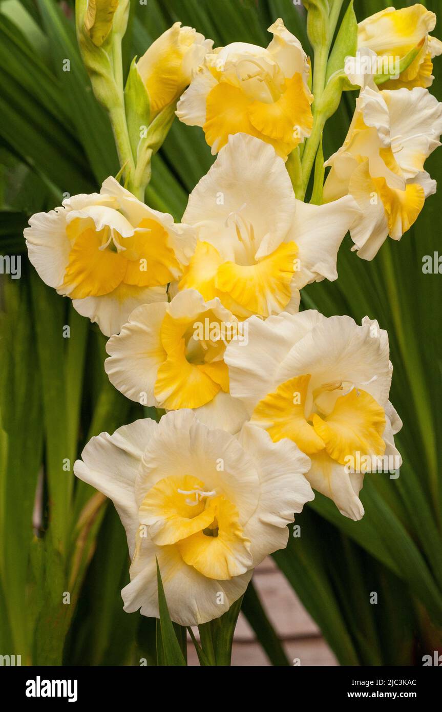 Gladiolus buggy hi-res stock photography and images - Alamy