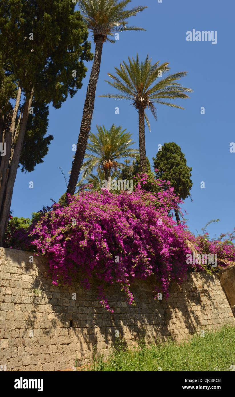 Rhodes, Greece old town castle wall with beautiful vegetation palm ...