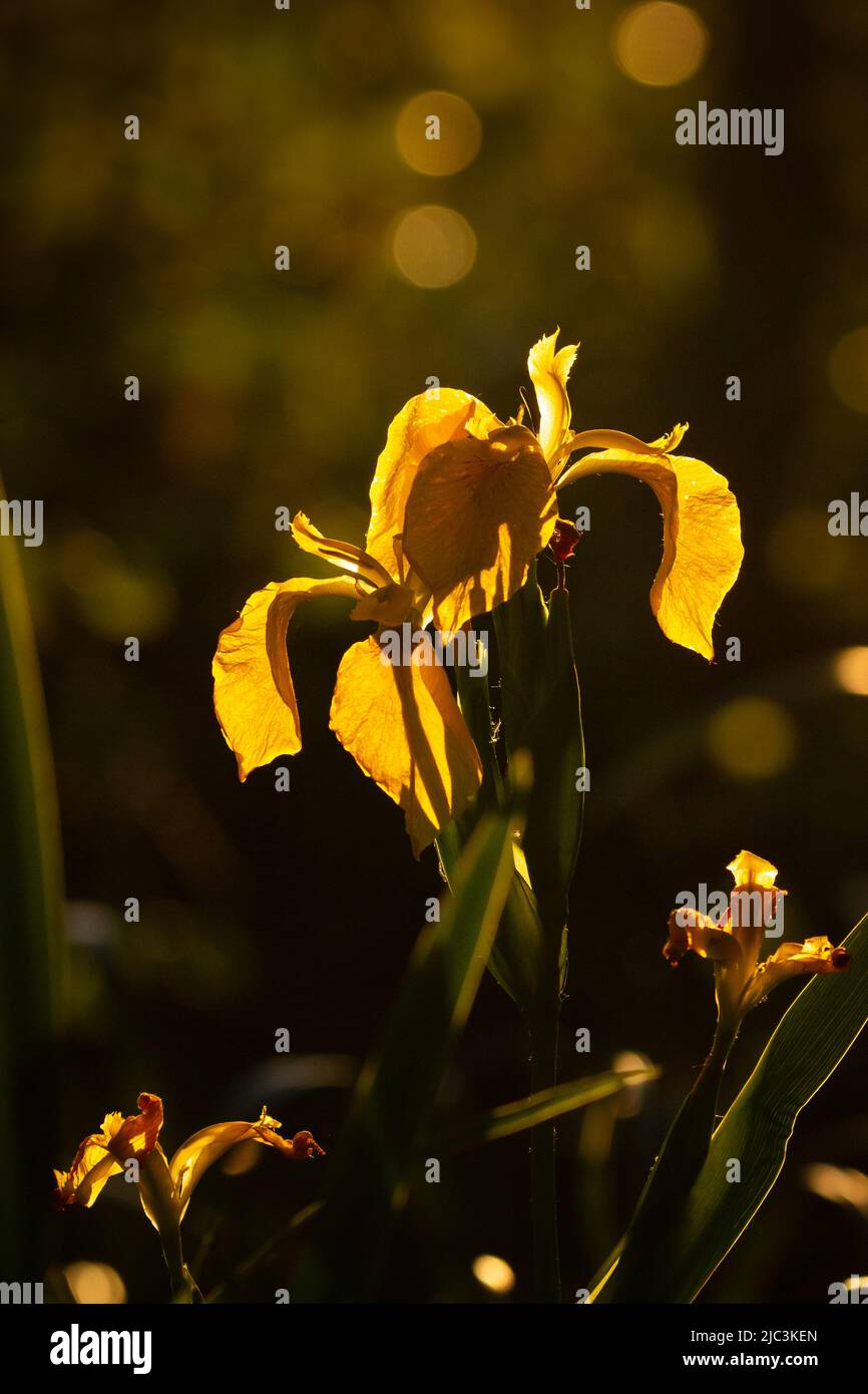 The sun sets behind the yellow flag iris flower (Iris pseudacorus) in ...