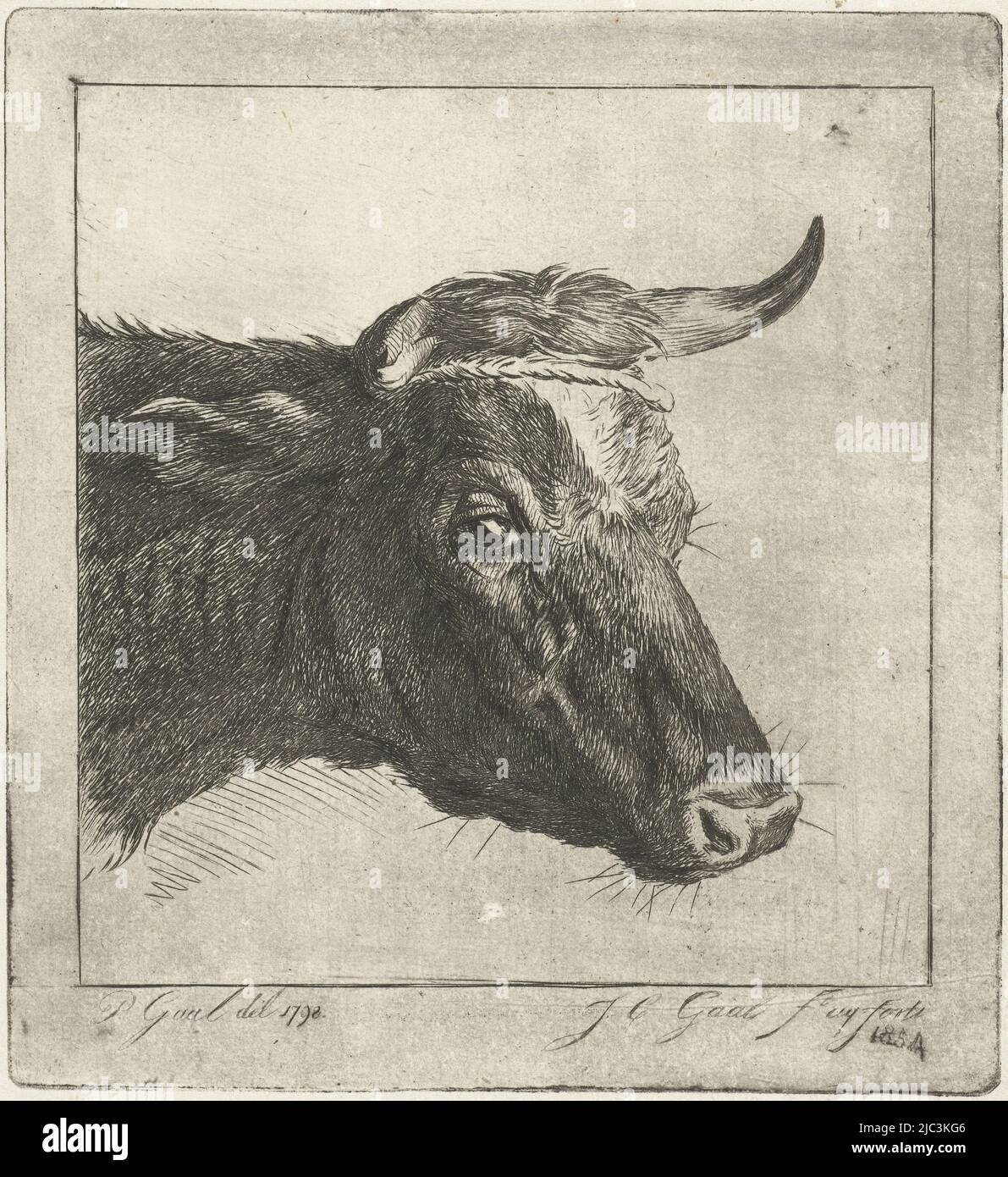 Head of a cow with rope around the horns, print maker: Jacobus Cornelis ...