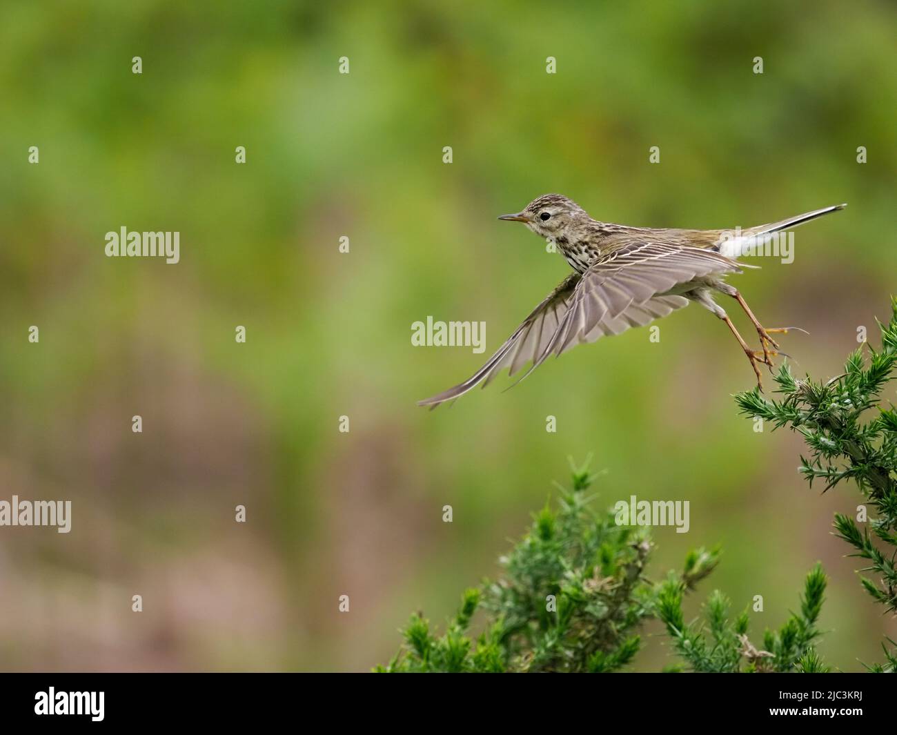 Meadow pipit, Anthus pratensis, single bird in flight, Wales, June 2022 ...