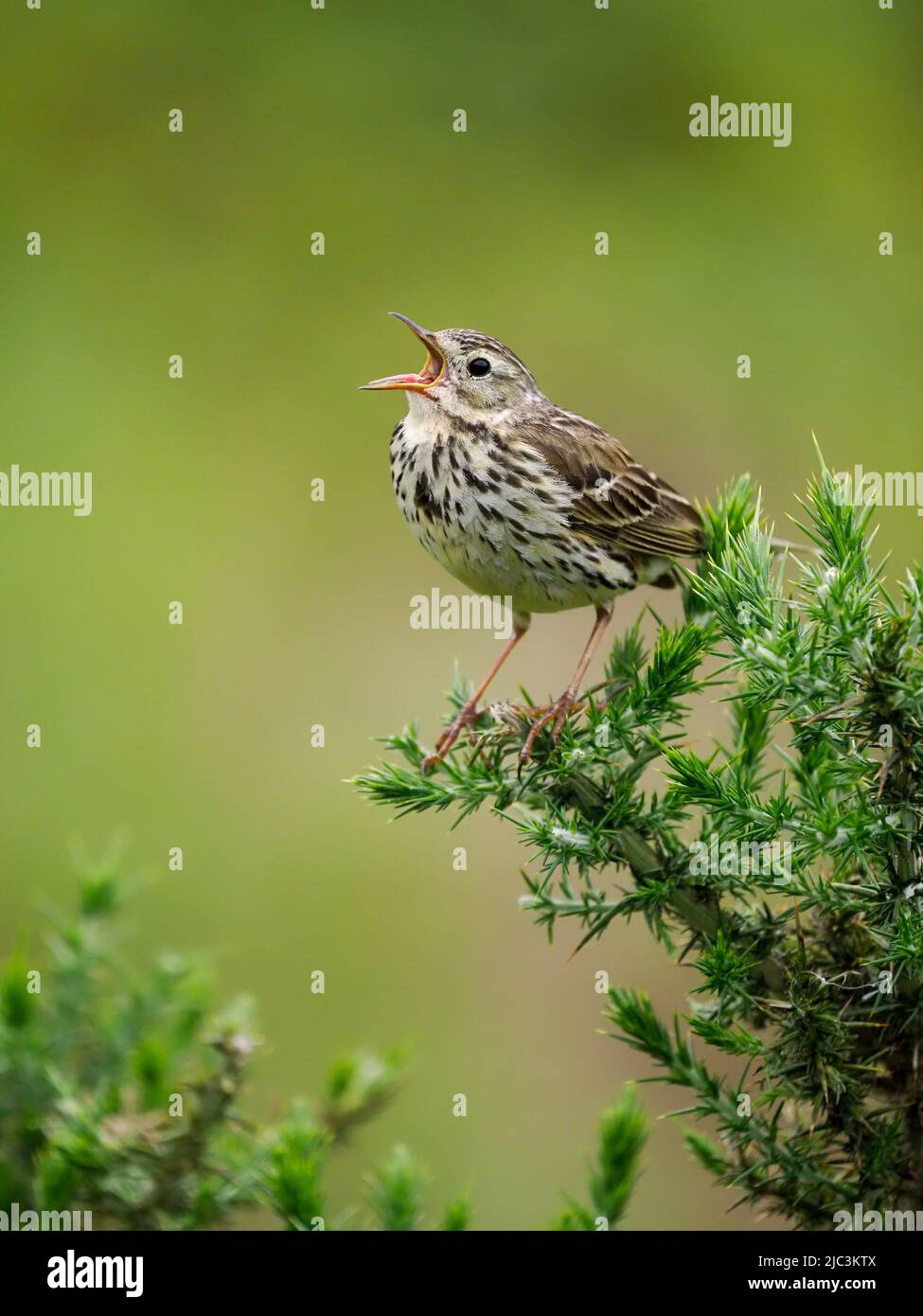 Meadow pipit, Anthus pratensis, single bird on branch, Wales, June 2022 ...