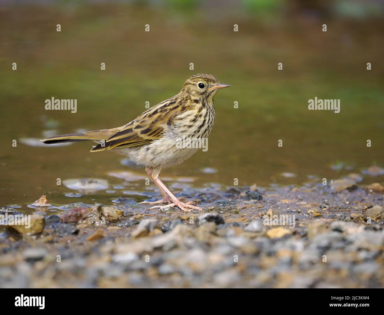 Meadow pipit, Anthus pratensis, single bird in water, Wales, June 2022 ...