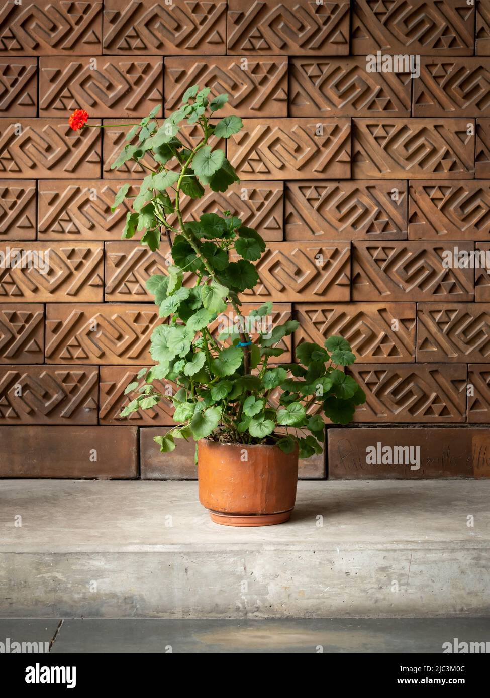 Potted Red Geranium (Pelargonium) Flower Plant Stock Photo - Alamy