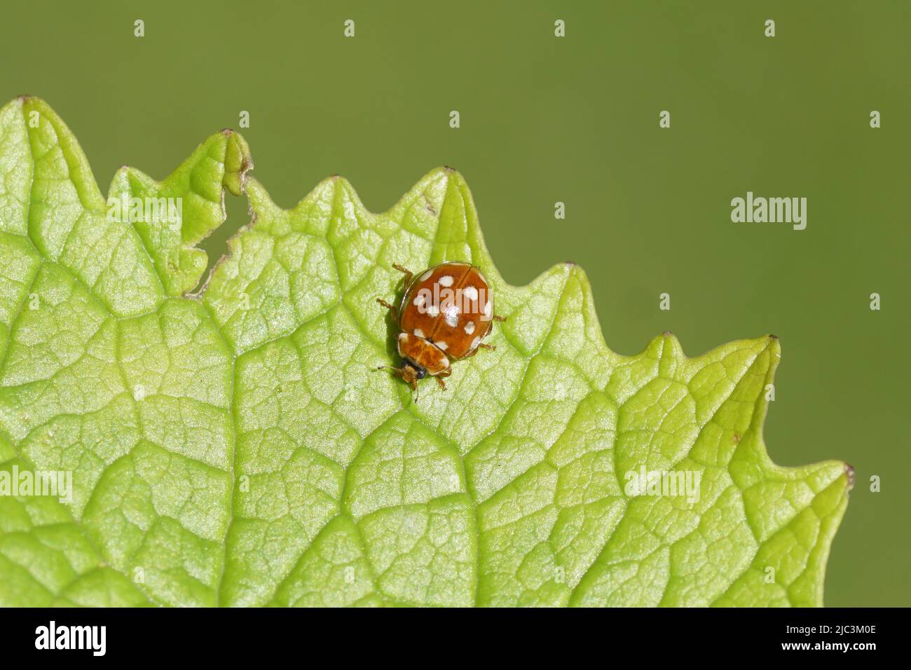 Cream-spot ladybird (Calvia quatuordecimguttata) on a leaf. Family ...