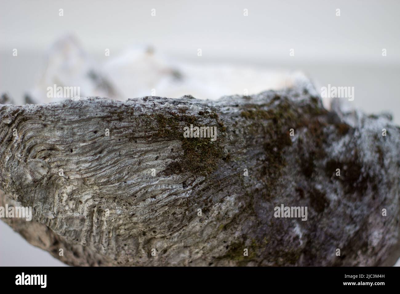 close-up of a seashell structure on a white background Stock Photo - Alamy