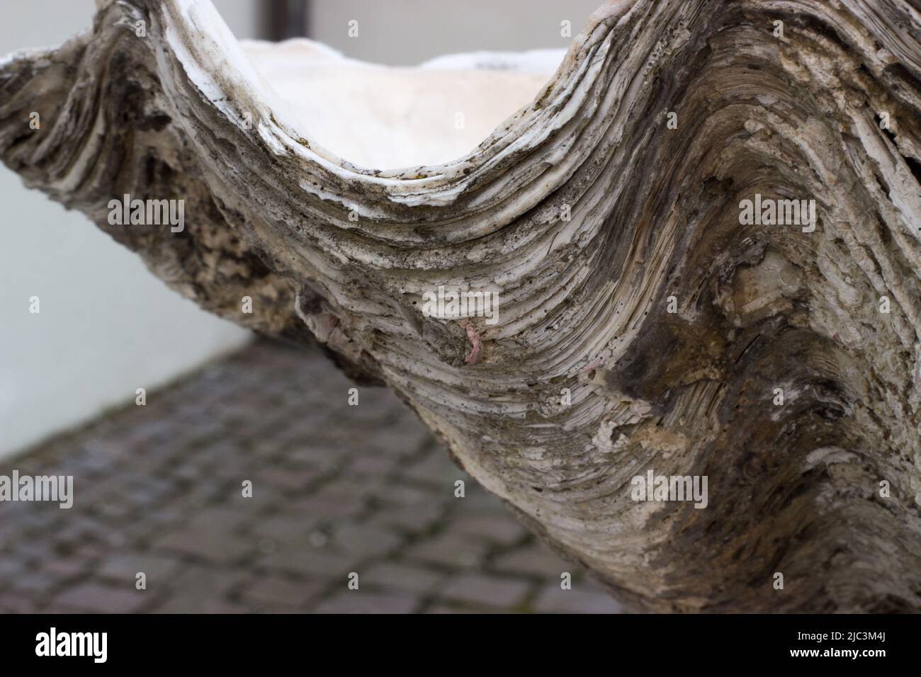 close-up of a seashell structure on a white background Stock Photo - Alamy