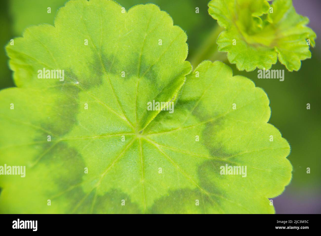 Palmately cleft leaf hi-res stock photography and images - Alamy