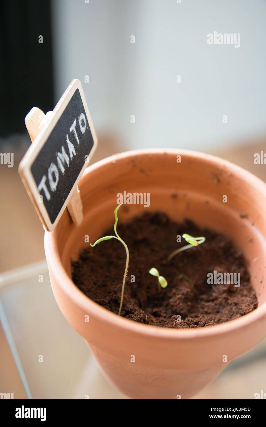 Small tomato sprouts growing in a clay pot. Germinated seeds. Interior ...