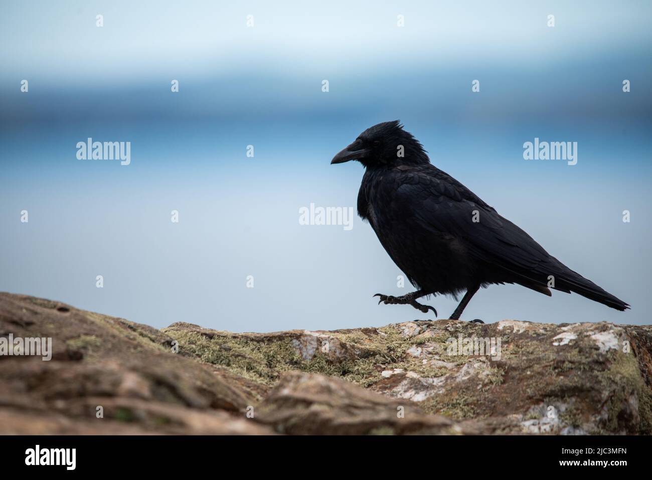 Raven at seaside hi-res stock photography and images - Alamy