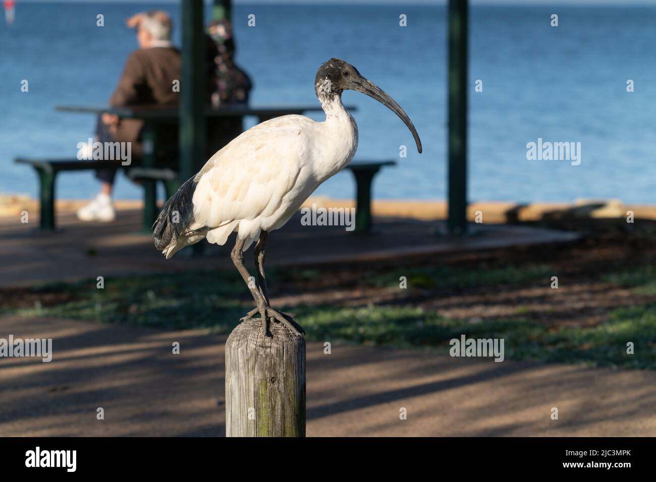 Australian White Ibis on post in park at Wellington Point Stock Photo ...