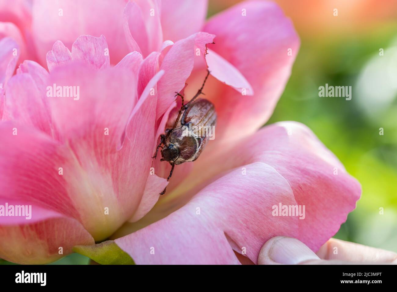Cockchafer Melolontha May Beetle Bug Insect Macro Portrait. Maybug ...