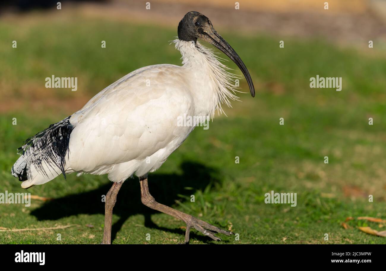 Australian White Ibis in park at Wellington Point, Australia Stock ...