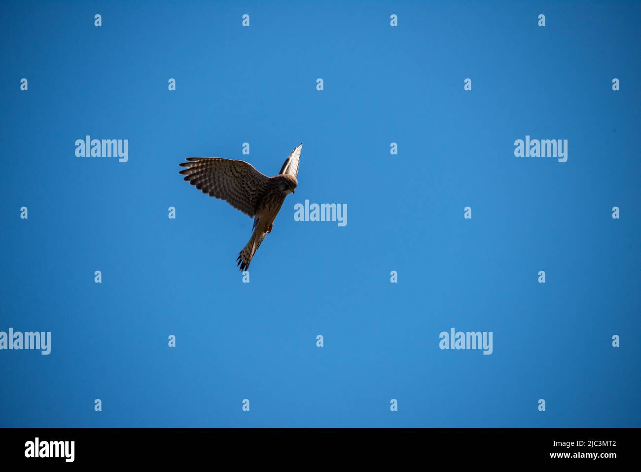 Common kestrel dive hi-res stock photography and images - Alamy