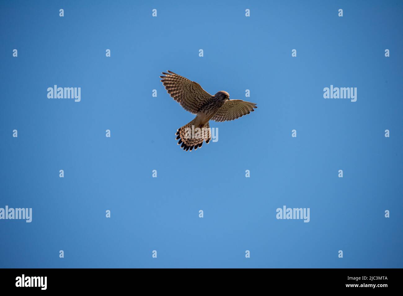 Common kestrel dive hi-res stock photography and images - Alamy
