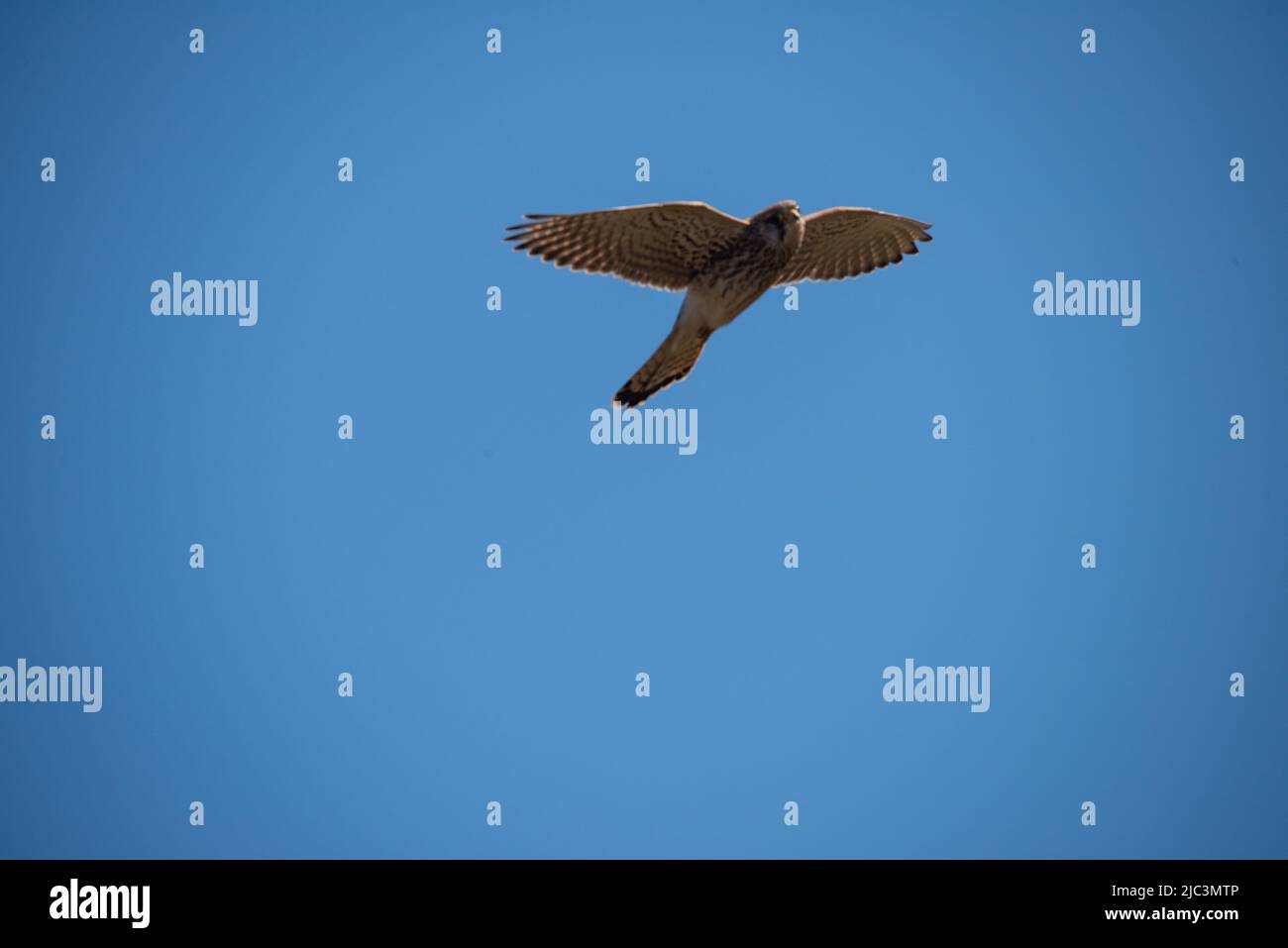 Common kestrel dive hi-res stock photography and images - Alamy