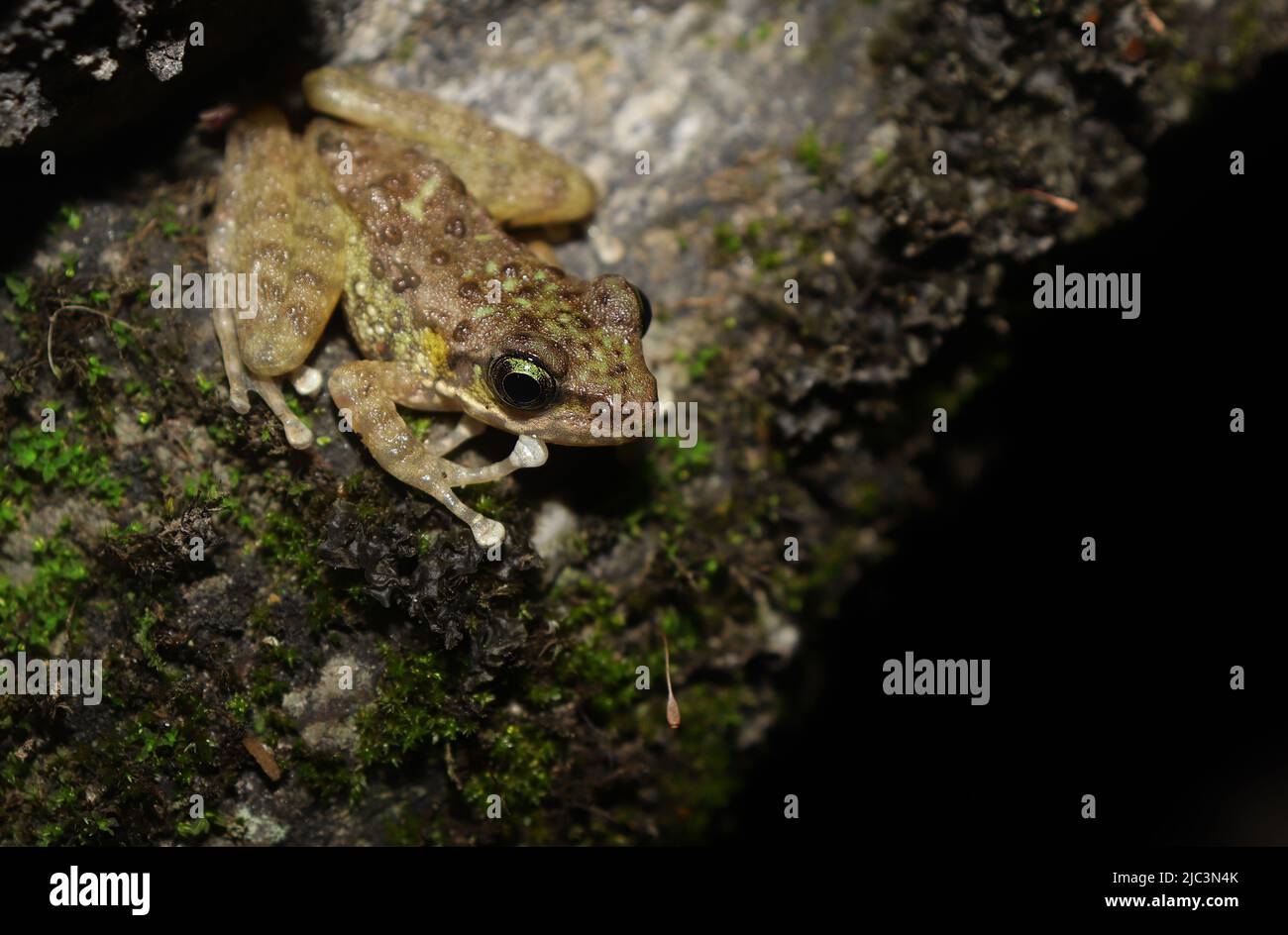 A Cascade frog (Amolops sp.) on a boulder by the stream Stock Photo - Alamy