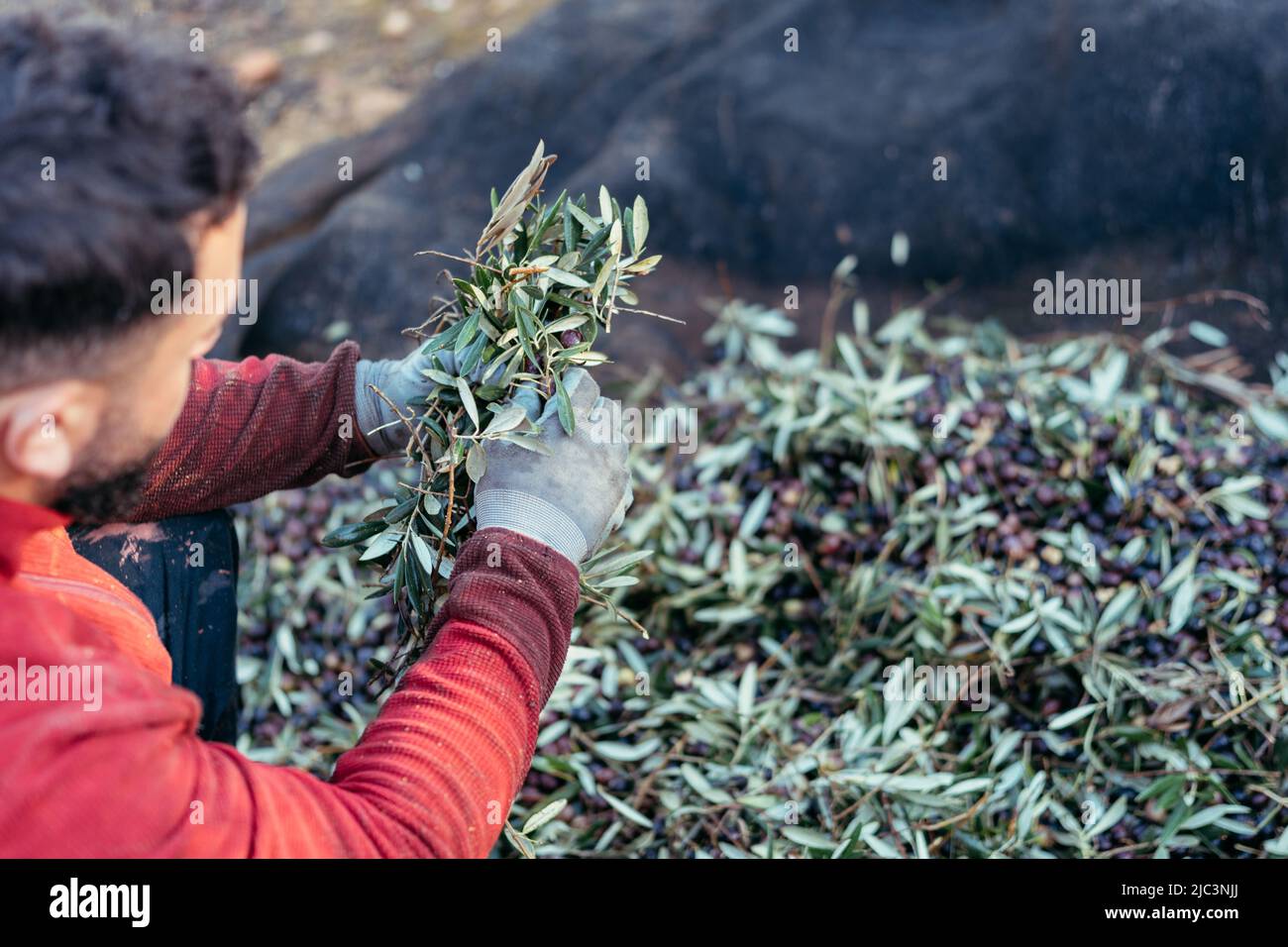 Separating plant hi-res stock photography and images - Alamy