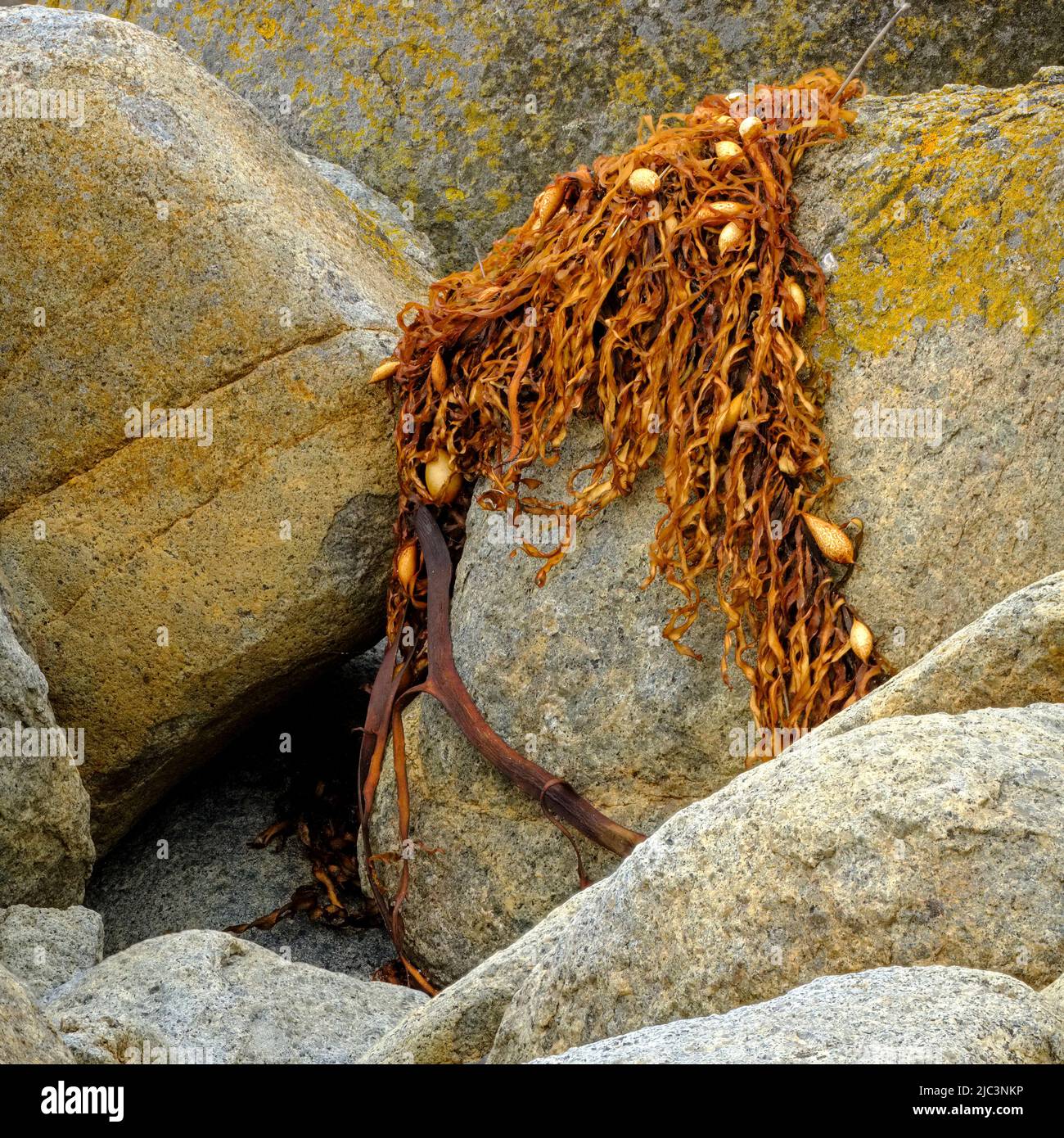 Marine lichens hi-res stock photography and images - Alamy Marine lichens hi-res stock photography and images - Alamy
