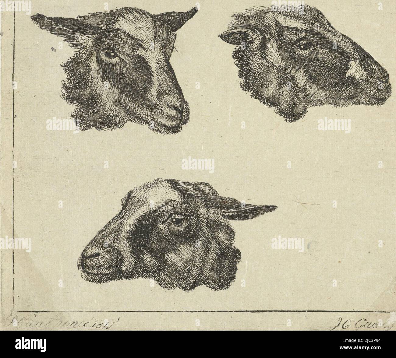 Three goats heads hi-res stock photography and images - Alamy