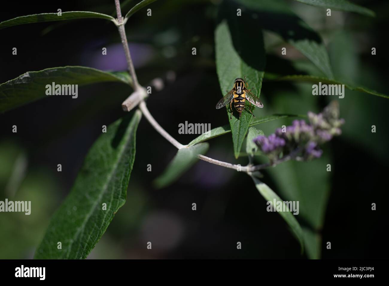 Bee on Buddleia bush Stock Photo - Alamy