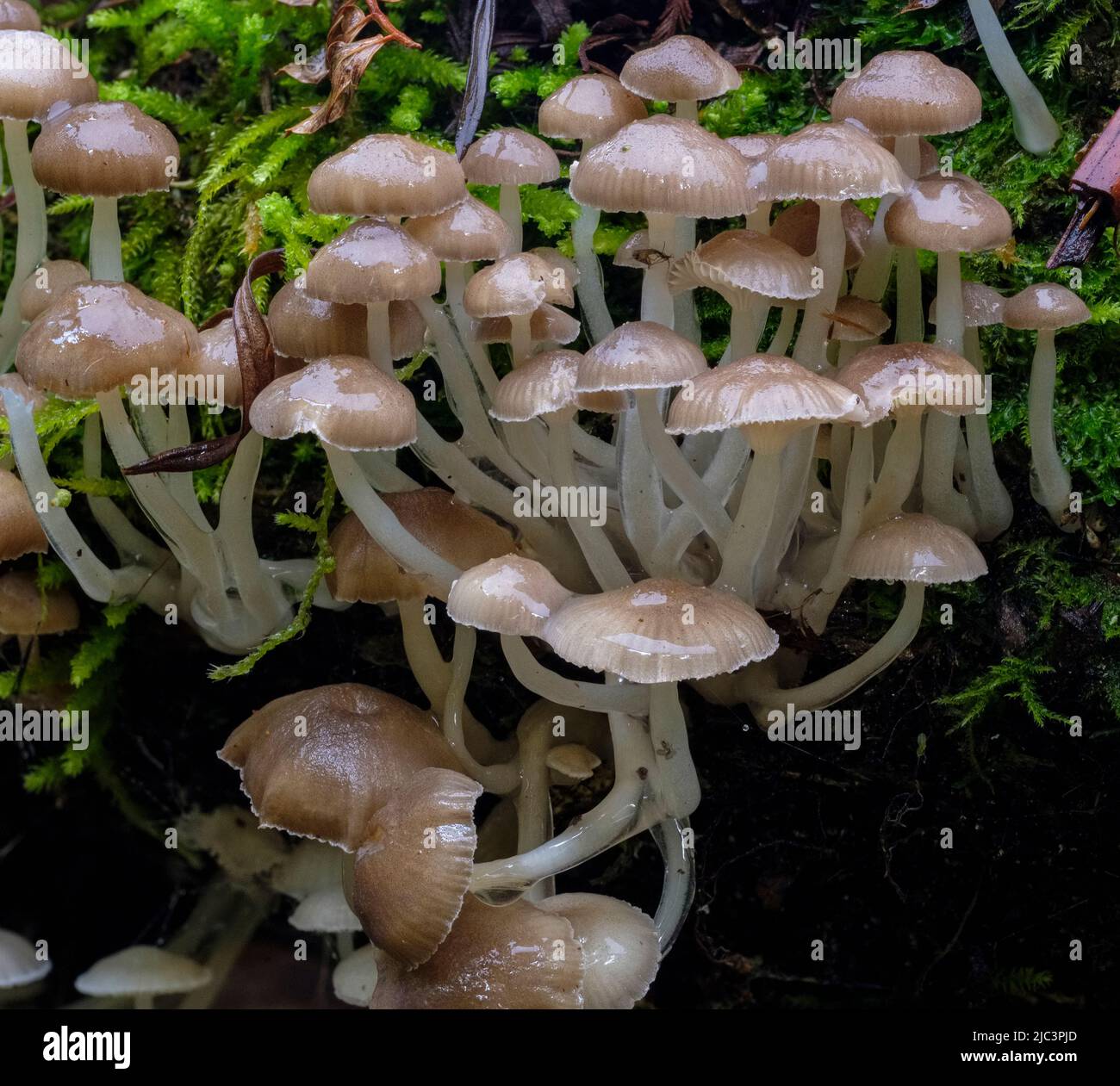 Fungi on the St Columba Falls walk - Roridomyces austrororidus Stock ...