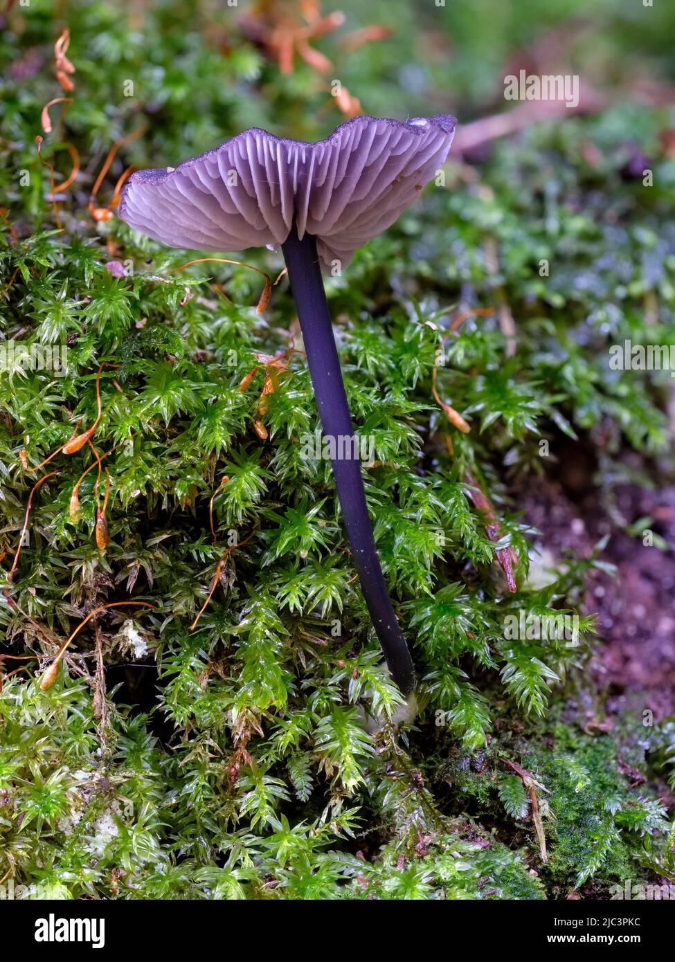 Fungi on the St Columba Falls walk - Entoloma sp Stock Photo - Alamy