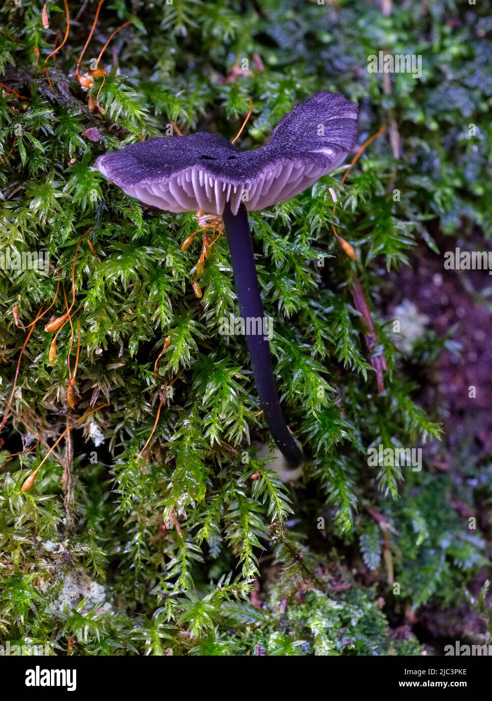 Fungi on the St Columba Falls walk - Entoloma sp Stock Photo - Alamy