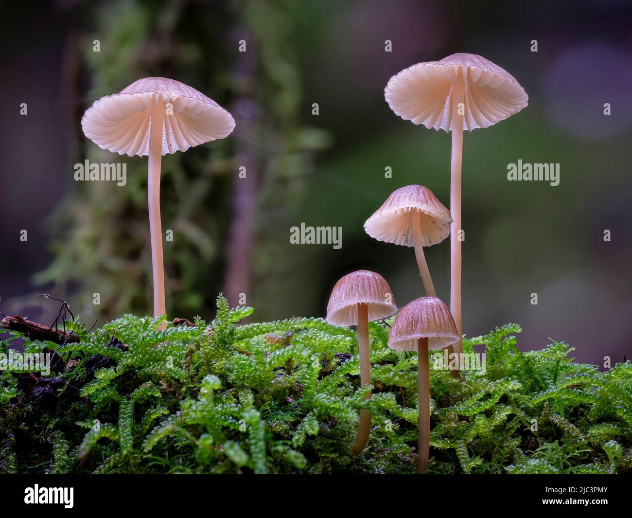 Fungi on the St Columba Falls walk - Mycena sp Stock Photo - Alamy