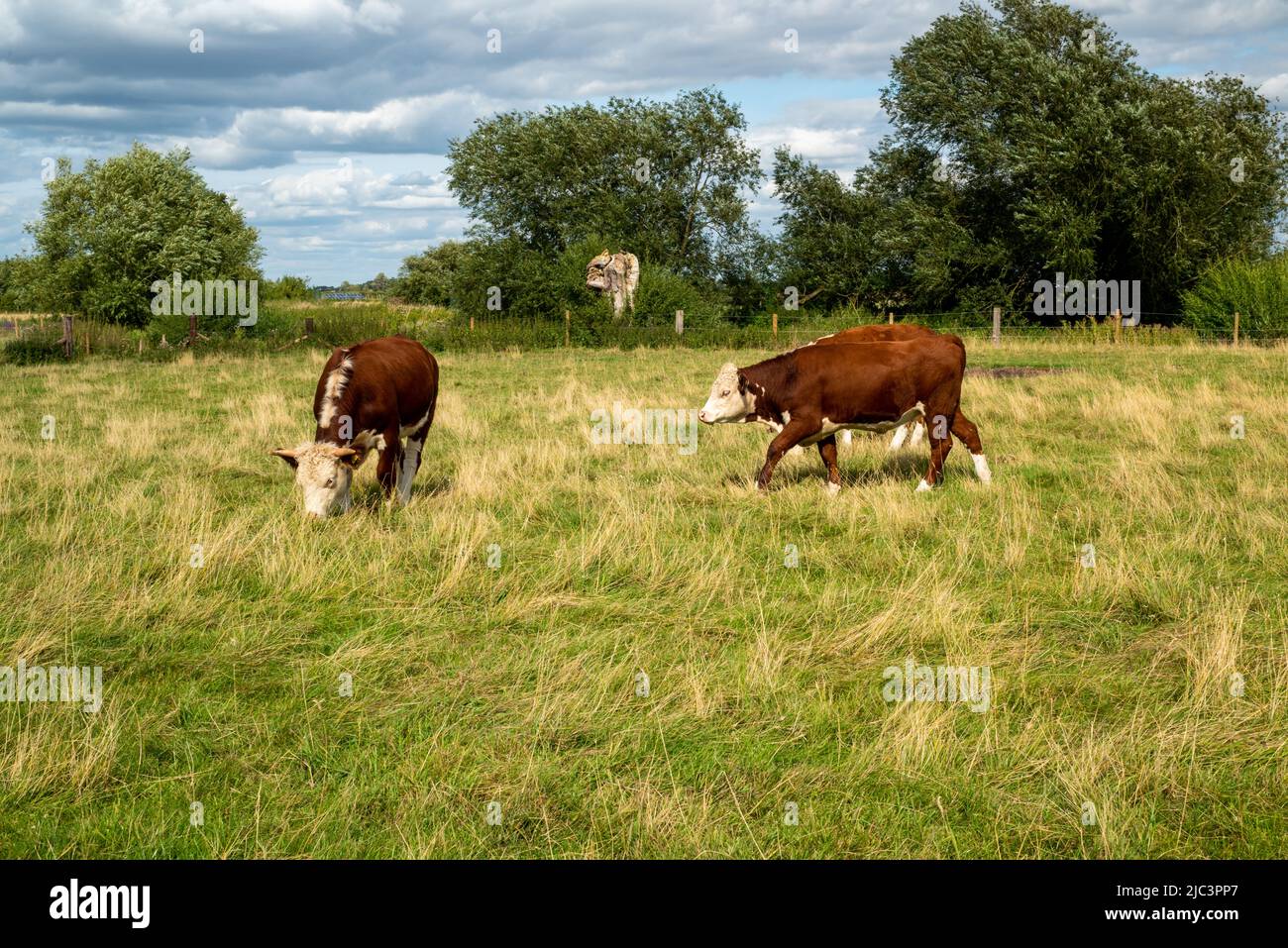 Brown cattle hi-res stock photography and images - Alamy