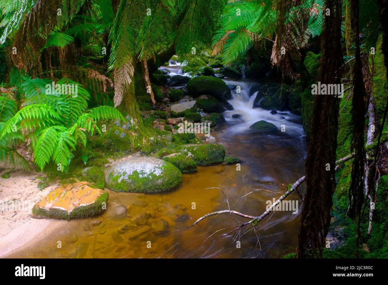East australian temperate forest hi-res stock photography and images ...