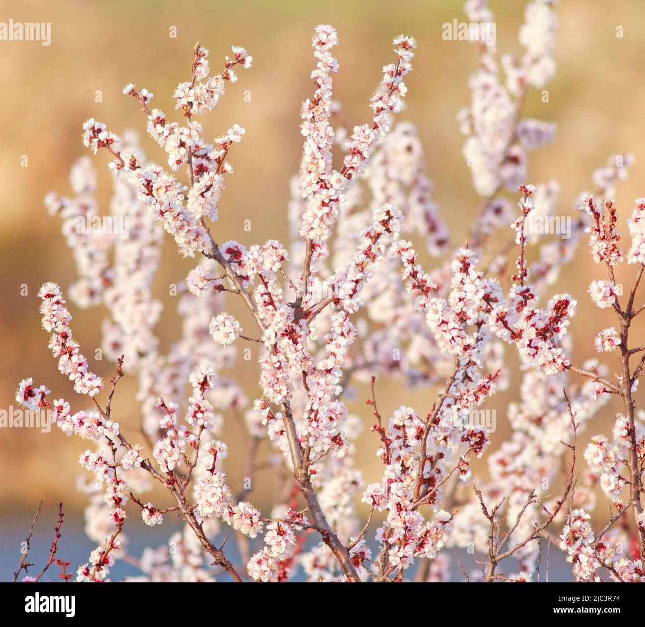 Spring flowering of fruit branches of trees, beauty background of ...