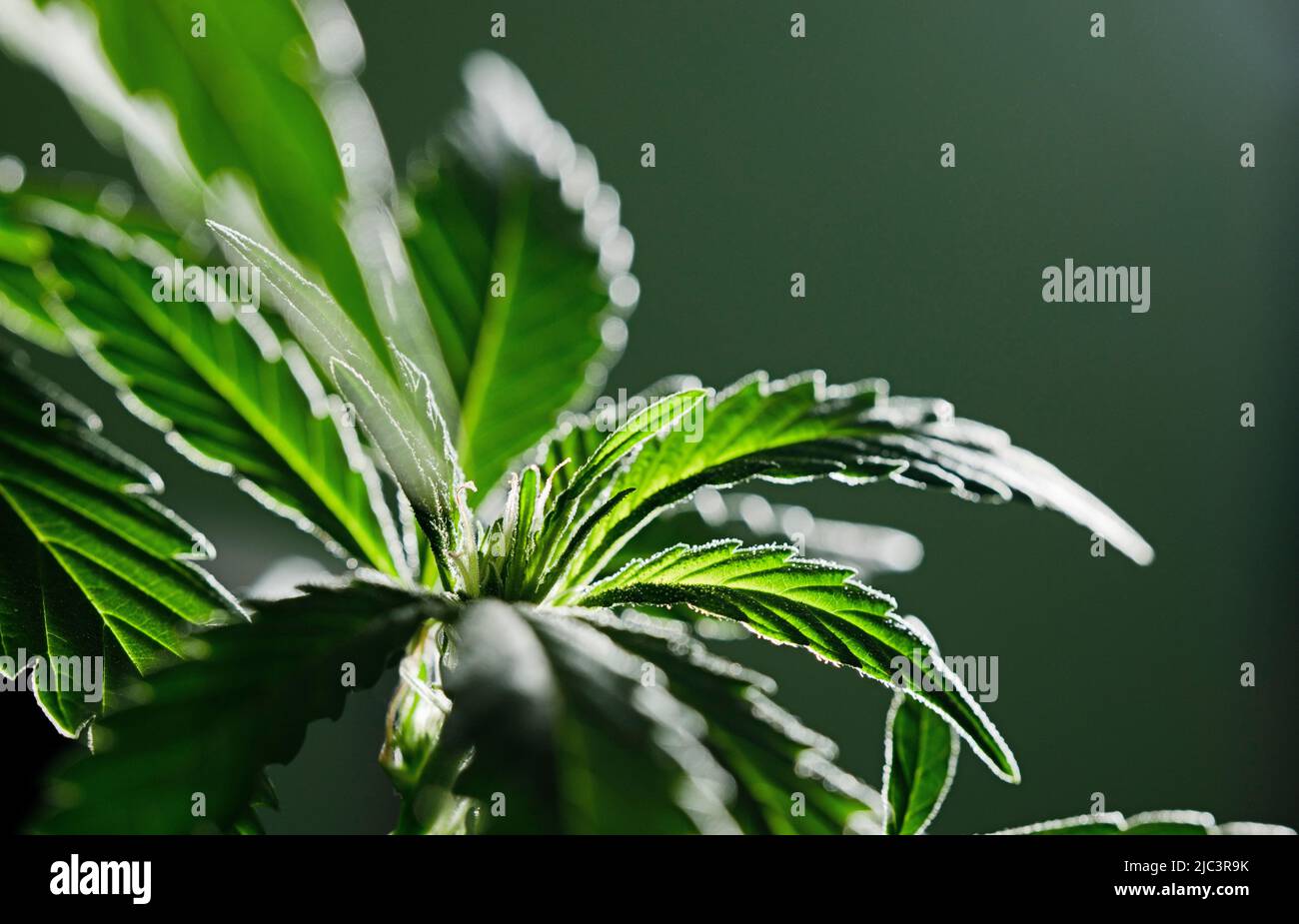 Beautiful bright green cannabis sativa hi-res stock photography and ...