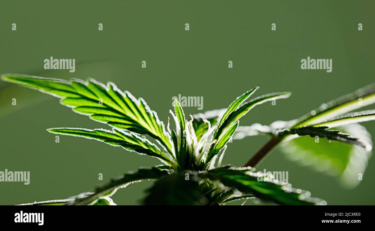 Protruding pistils hi-res stock photography and images - Alamy