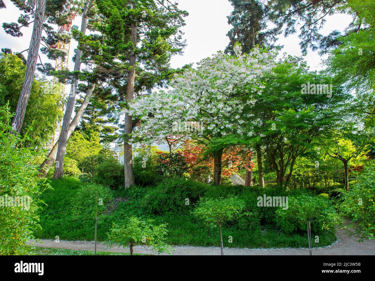 Japanese garden - part of Albert Kahn park with white blossoms of ...