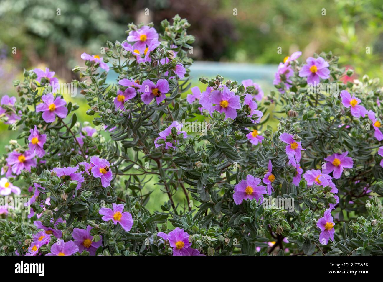 Amazing flowers of the gray-leaved cistus with bees and bumblebees on ...