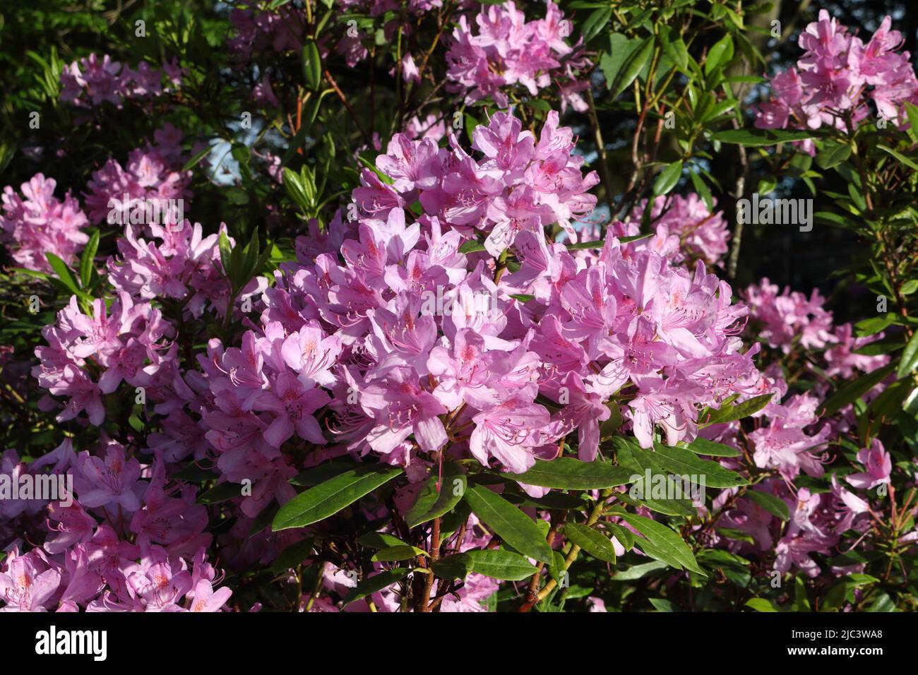 Purple Evergreen Azalea Flowers and plant Stock Photo - Alamy