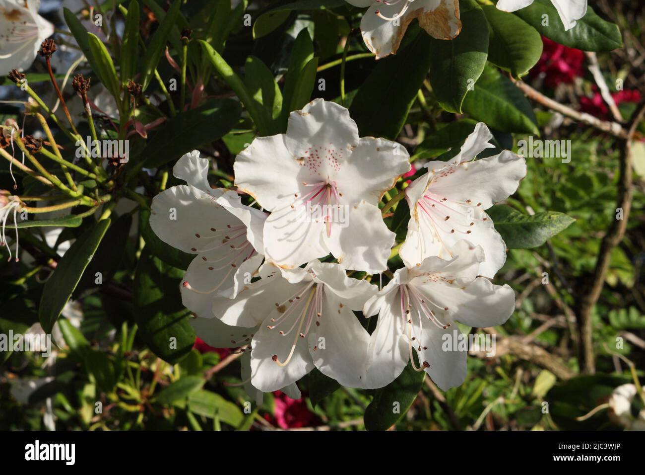White azalea hi-res stock photography and images - Alamy