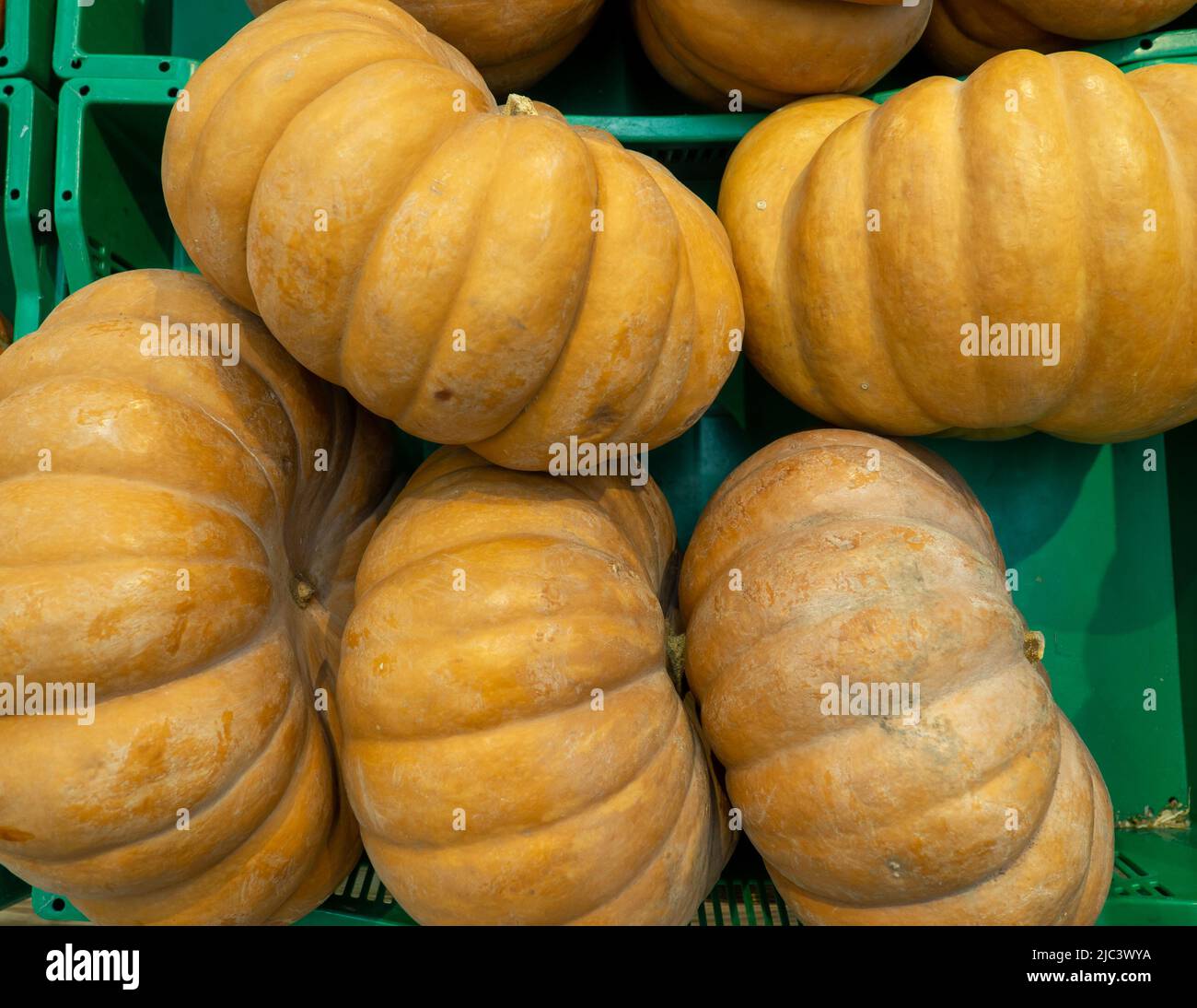 Pumpkin Provence. Background from pumpkins. Large pumpkins in a box ...