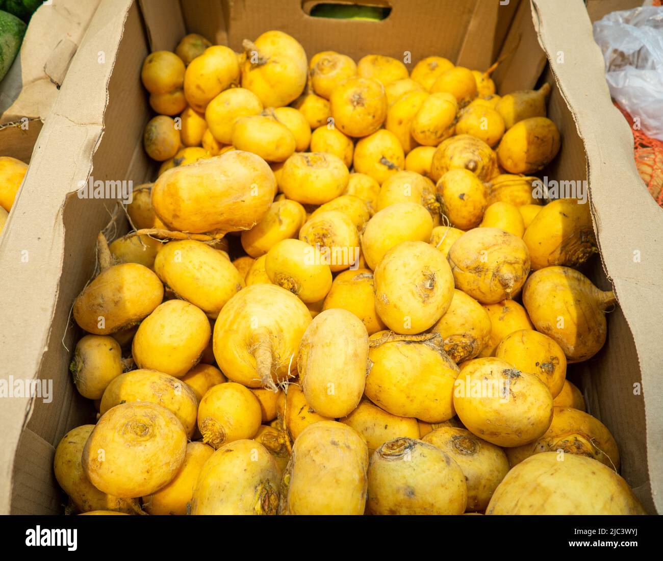 Lots of turnips on the counter. Root vegetables in the store. Food for ...