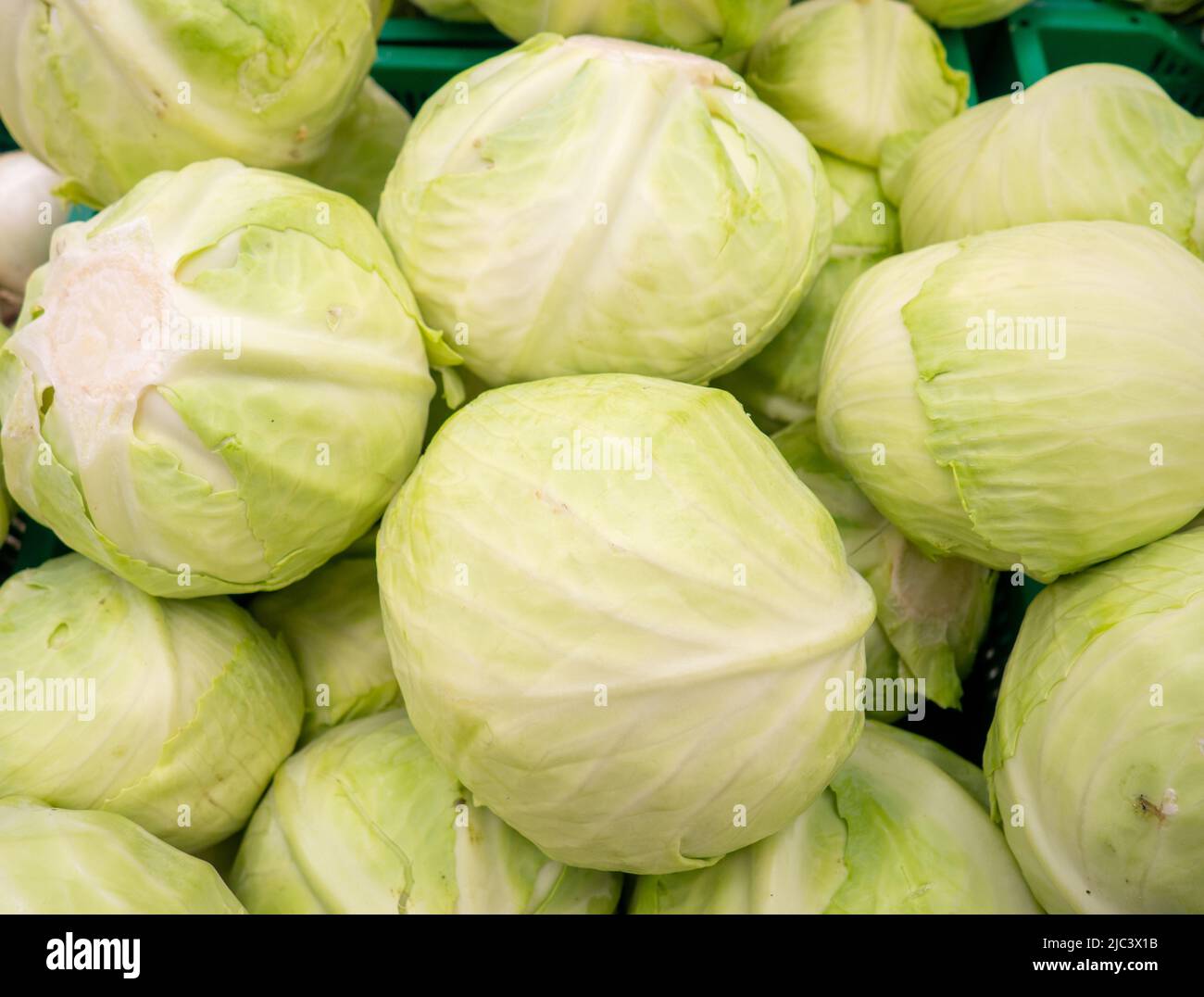 Heads of white cabbage on the counter.Fresh vegetables in the store ...