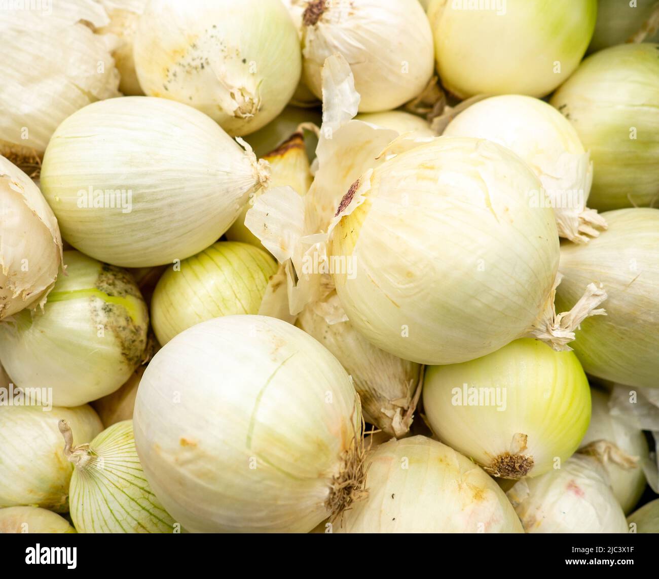 Lots of white onions. Vegetables in the box. Spicy vegetables in the ...