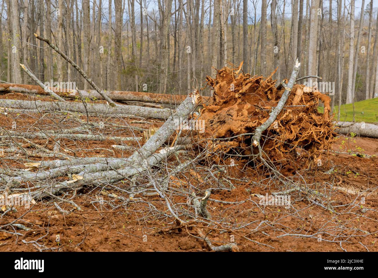 New development clearing on forest property clearing big tree root ...