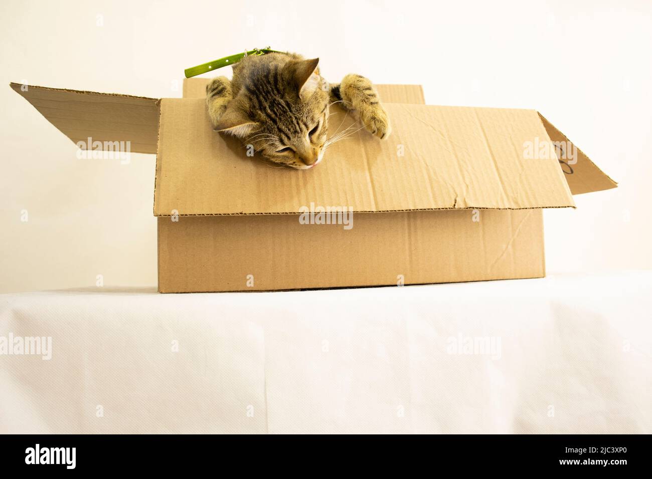cute kitten playing in a cardboard box Stock Photo - Alamy
