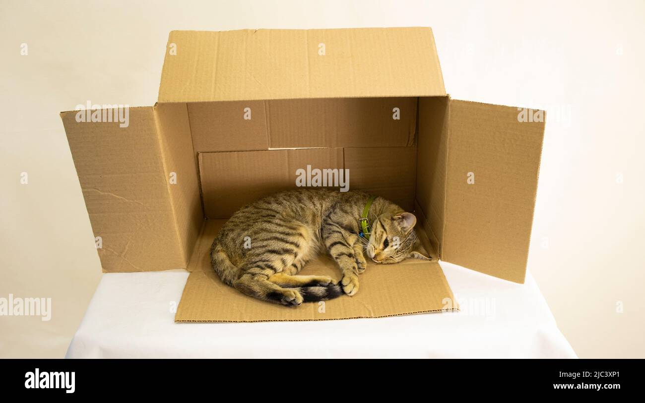 cute kitten playing in a cardboard box Stock Photo - Alamy
