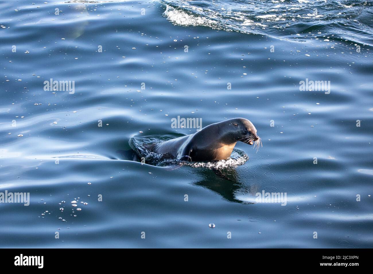 Cape Town, South Africa. 9th June, 2022. A Cape fur seal swims in the ...