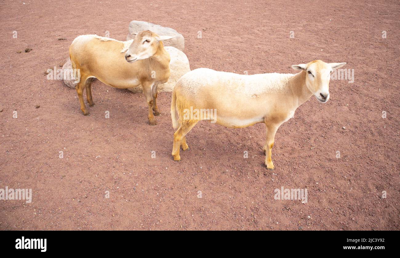 cute sheep cattle in meadow Stock Photo - Alamy