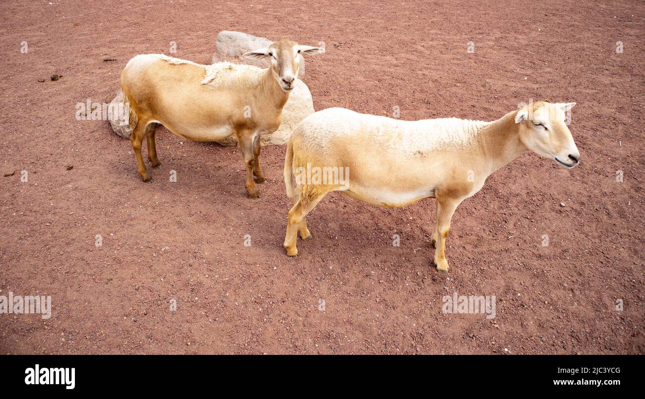 cute sheep cattle in meadow Stock Photo - Alamy
