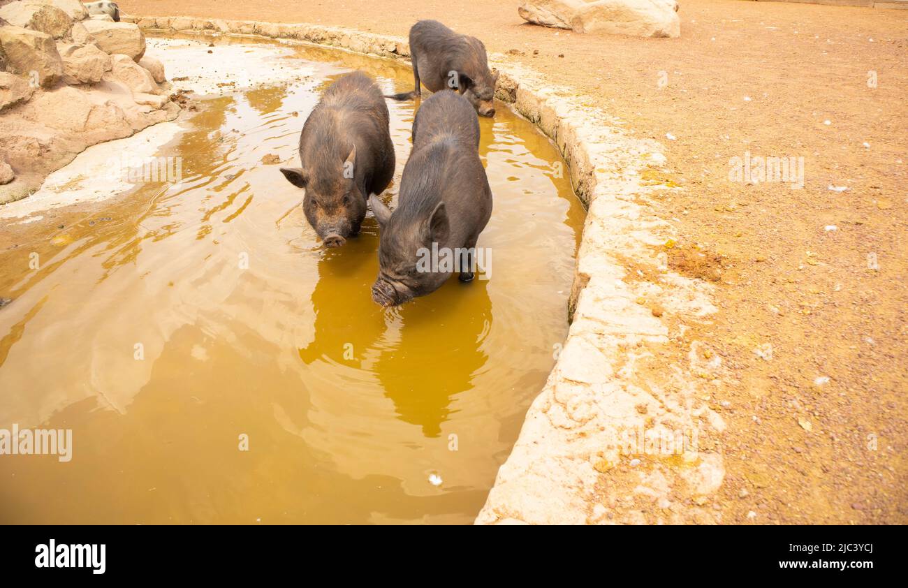 funny vietnamese black pig in a pond Stock Photo - Alamy