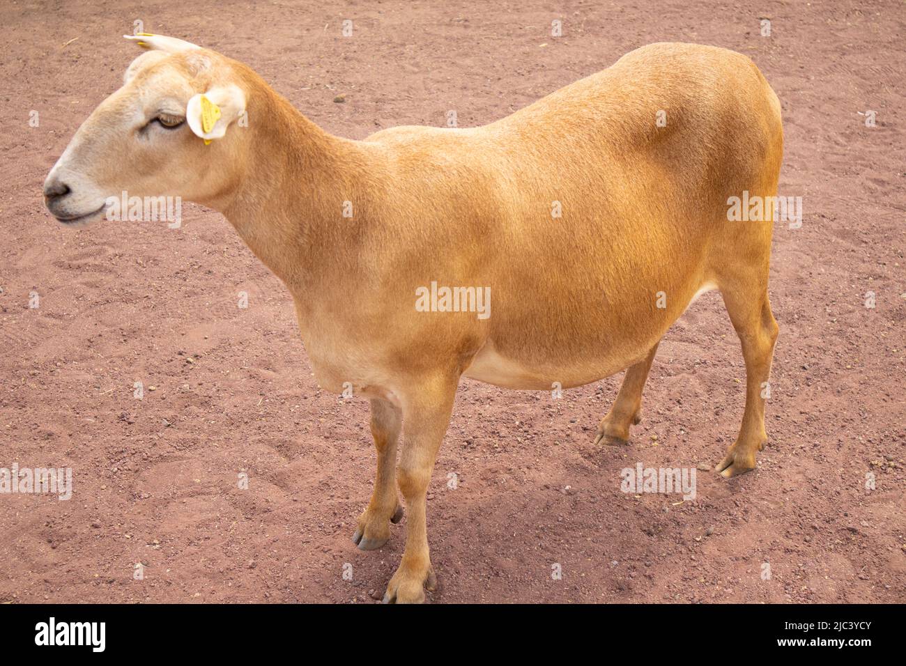cute sheep cattle in meadow Stock Photo - Alamy